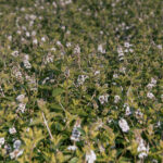 Sommerglück mit farfalla - myGloss